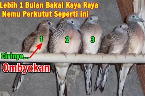Tips Memilih Burung Perkutut Lokal Di Ombyokan Yang Bikin Keberuntungan