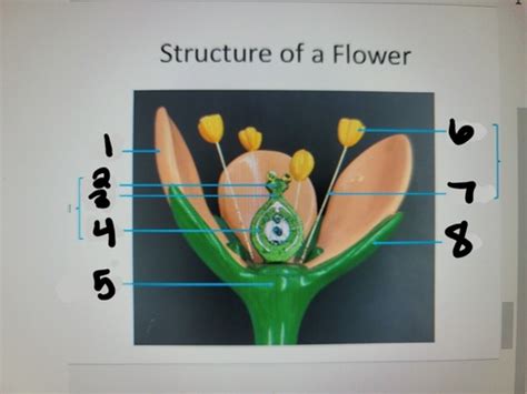 Principles Of Biology Final Lab Practical Review Flashcards Quizlet