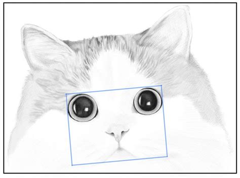 How To Draw A Cats Face Realistic Portrait Step By Step Drawing