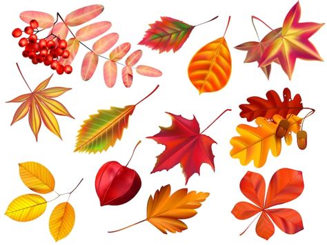 Color de las hojas de otoño conjunto realista de hojas caídas hojas