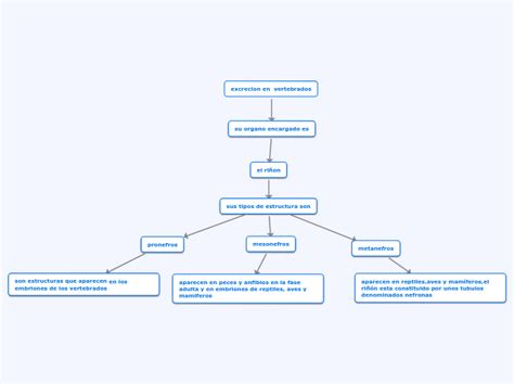 Excrecion En Vertebrados Mind Map