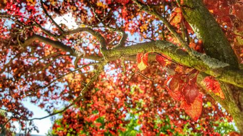 Free Images Branch Sunlight Leaf Flower Autumn Season Maple