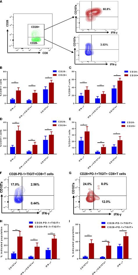 Frontiers Loss Of Cd Expression Associates With Severe T Cell