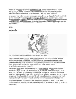 Dengue Fever PDF
