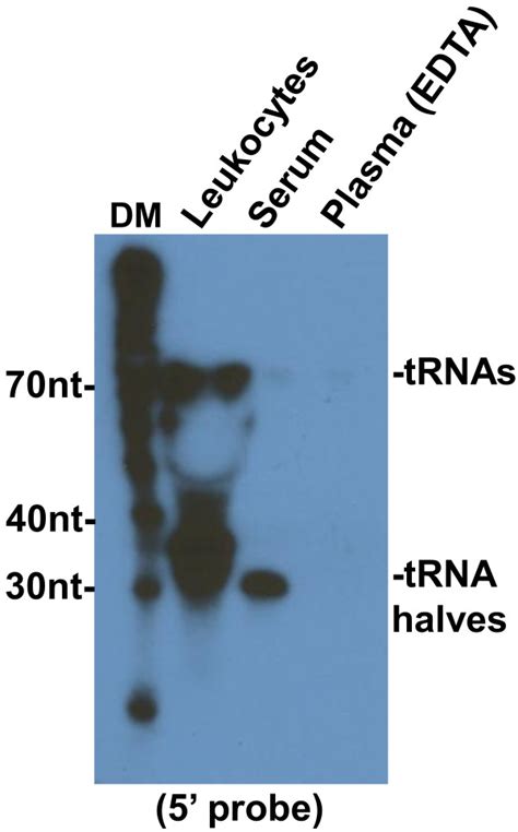 5 TRNA Halves Are Also Present In Human Serum And Leukocytes But Not