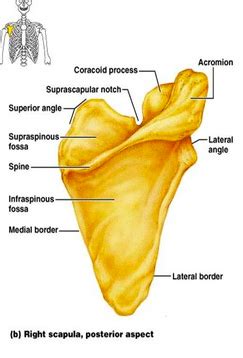 Scapula Bone Markings Flashcards Quizlet