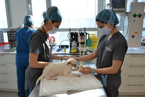Prácticas veterinaria Internado veterinaria Veterinarios Puchol