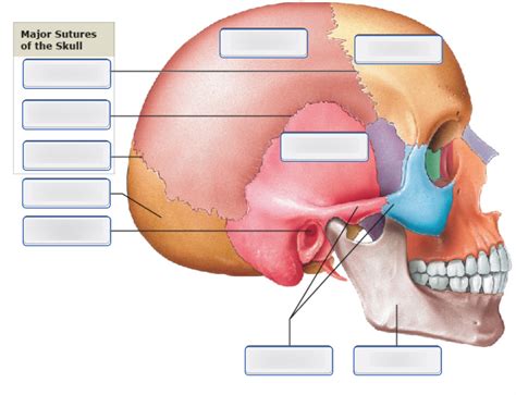 Bones Of The Adult Skull Lateral View Part Diagram Quizlet