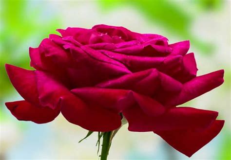 25 عکس گل رز قرمز عاشقانه برای پروفایل رز قرمز نشانه چیست