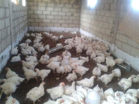 Mauritanie mortalité massive de volailles due à une maladie virale