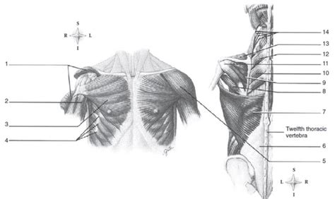 Muscles That Move The Upper Arm Diagram Quizlet