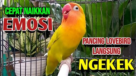 SUARA BURUNG LOVEBIRD NGEKEK PANJANG CEPAT NAIKKAN EMOSI Pancing