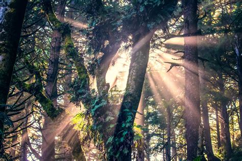 Fondos De Pantalla 2048x1365 Px Bosque Naturaleza Luz De Sol