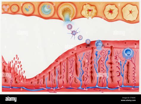 Menstrual Cycle Drawing Hi Res Stock Photography And Images Alamy