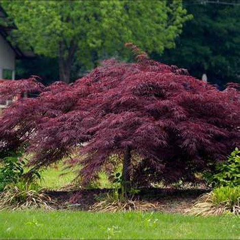 Weeping Japanese Maple