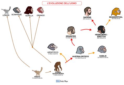 Levoluzione Umana Mappa Concettuale