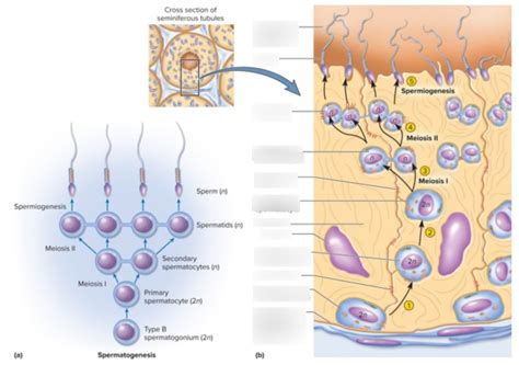 Cross Section Of Seminiferous Tubules Diagram Quizlet