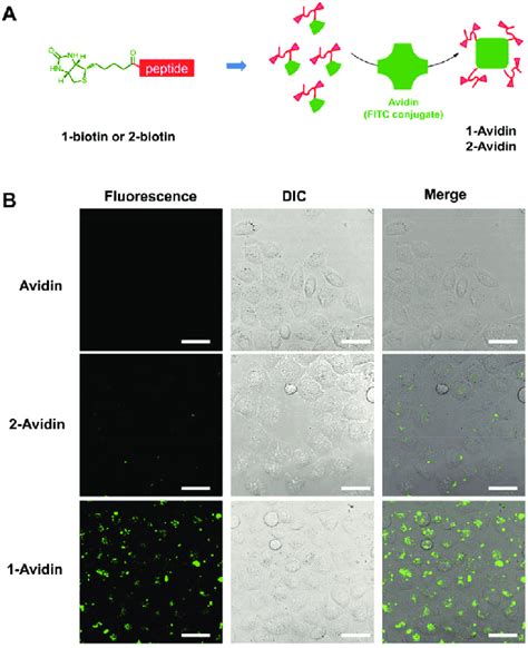 Protein Delivery Ability Of Peptides In HeLa Cells A Incubation Of 4