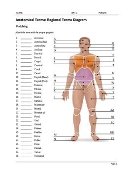 Anatomical Terminology Worksheet