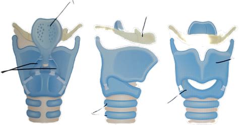 Vocal Anatomy Diagram Quizlet