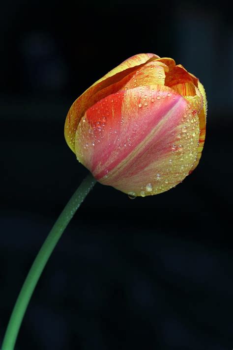 La nature est éternellement jeune belle et généreuse Ell Flickr