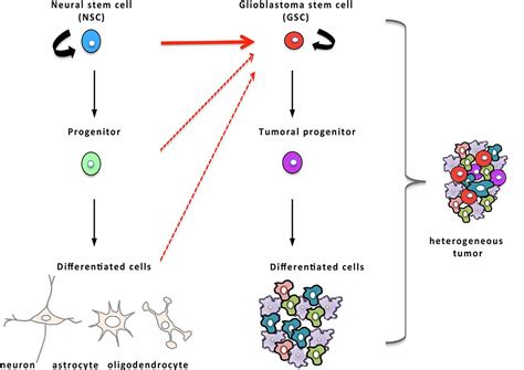 Frontiers Calcium Channels In Adult Brain Neural Stem Cells And In