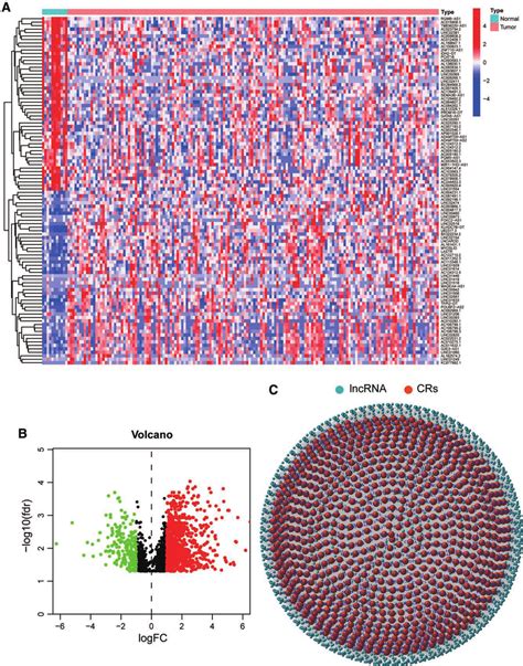 Screening CRs Related LncRNAs With Differential Expressions In EC A
