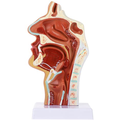 Nasal Cavity Model 1Pc Nasal Cavity Model Oral Cavity Model Pharynx