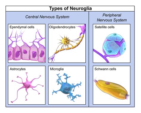 Neuroglial