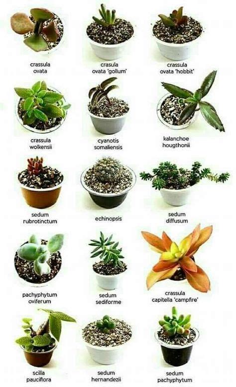 Types Of Succulents Chart