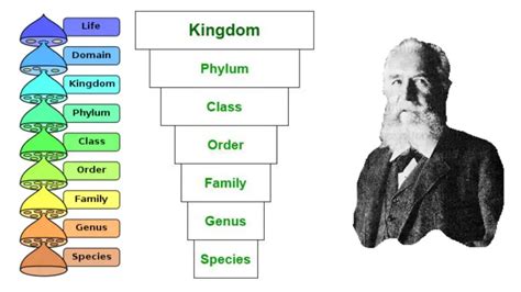 Phylum Definition Importance Examples Biology Notes Online