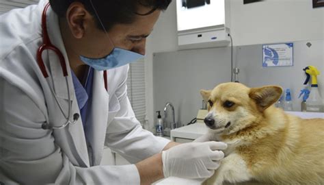 En el Valle de Uco hay guardias veterinarias y así funcionarán durante