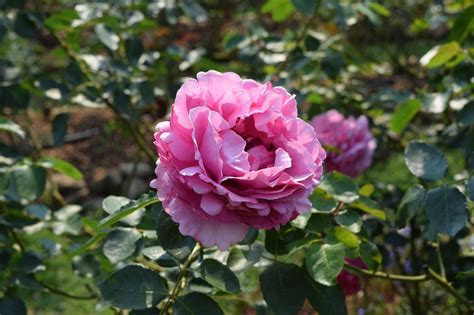 Roos Roze Gratis Foto Op Pixabay Pixabay