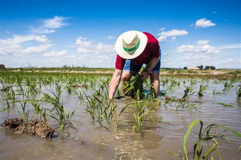 Arroz y arrozales de LAlbufera Valencia Guía Repsol Guía Repsol