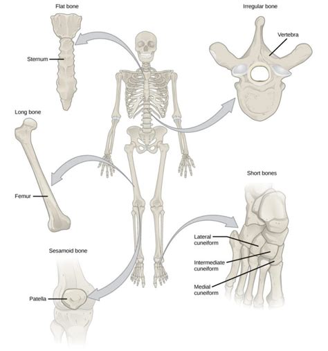 Are Teeth Bones Why Are Teeth Not Considered Bones