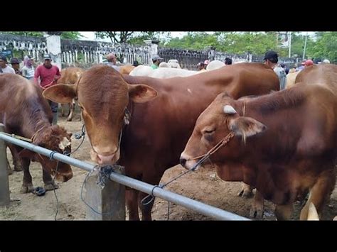 Calon 1 TON Limousin Super Harga Murah Meriah Pasar Kerek YouTube