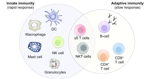 Elements Of The Innate And Adaptive Immune System Adapted From 59 Download Scientific