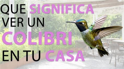 QUE SIGNIFICA VER UN COLIBRI YouTube