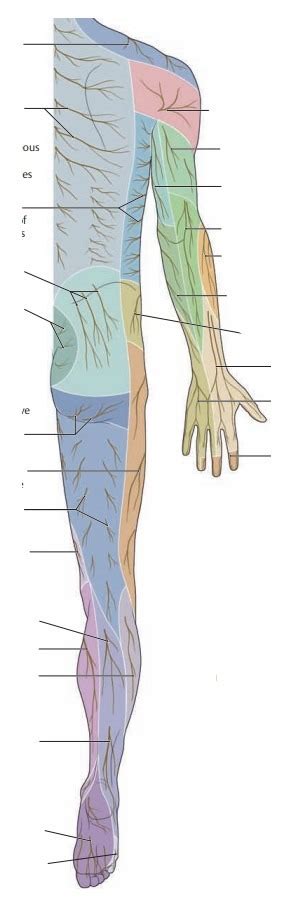 Nerves And Skin Innervation Dorsal Side Diagram Quizlet