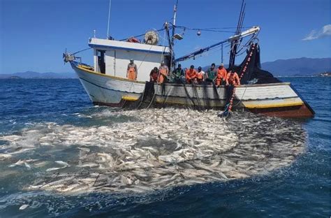 Corvina e lagosta ameaçadas por descontrole da pesca no litoral brasileiro