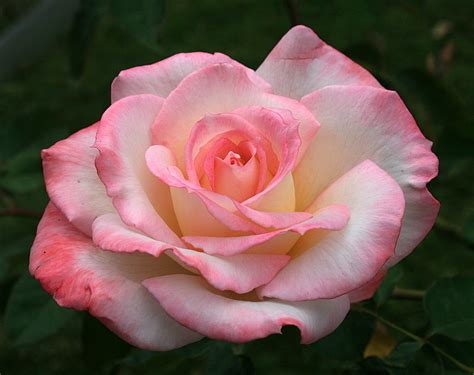 Rosa Hybrid Tea Rose