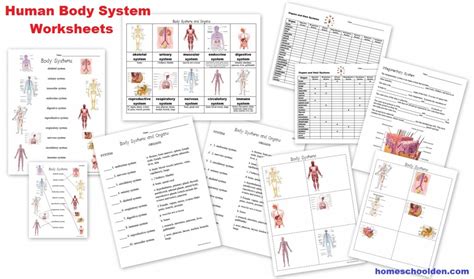 Human Anatomy Worksheets And Study Guides Worksheets Library