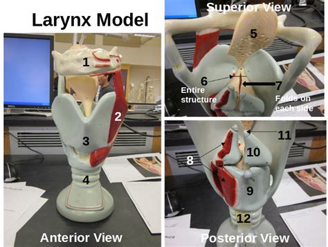 Anatomy Lab Practical 2 Larynx Diagram Quizlet