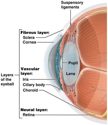 A P Chapter The Peripheral Nervous System And Reflex Activity