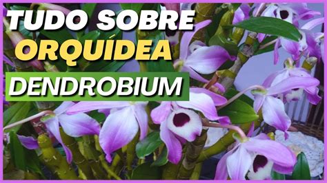 ORQUÍDEAS Tudo sobre a orquidea OLHO DE BONECA Dendrobium Nobile