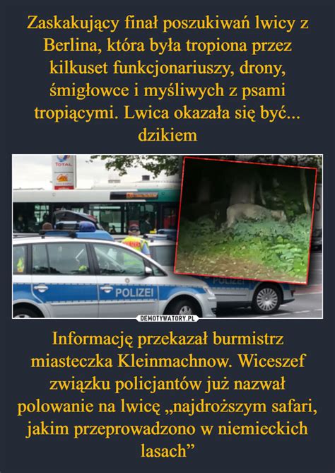 Zaskakujący finał poszukiwań lwicy z Berlina która była tropiona przez