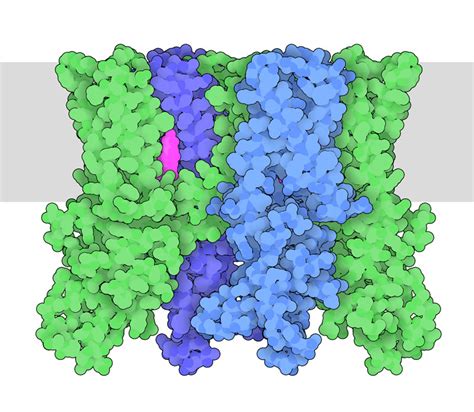 Pdb Molecule Of The Month Capsaicin Receptor Trpv