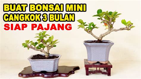 Buat Bonsai Mini Sianci Dari Cangkok 3 Bulan Siap Di Pajang Bonsai