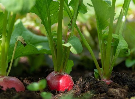 How To Guide For Growing Radishes In Containers Harper S Nurseries