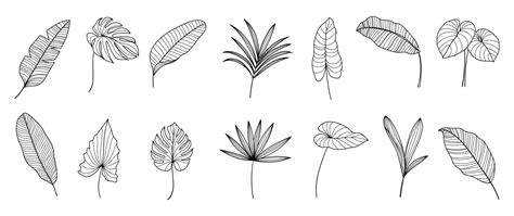 Set Of Hand Drawn Line Art Leaf Branch Vector Collection Of Tropical